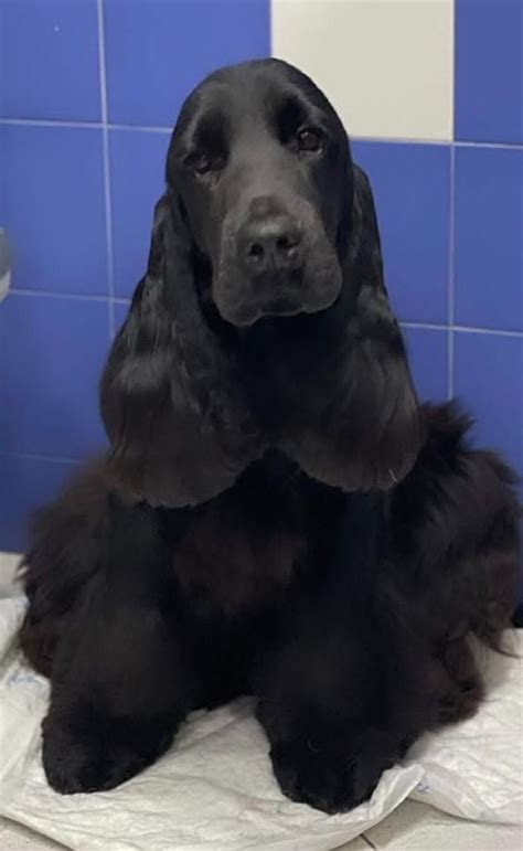 Chien Cocker Spaniel Anglais Andrew Du Domaine Des Rêves Bleus