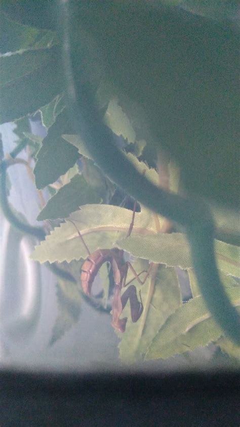 Sex Just To Make Sure R Mantids