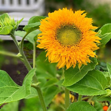 Подсолнечник однолетний (много фото) - treepics.ru