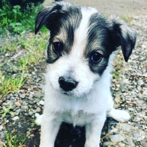 Cattle Dog Poodle Mix Stom