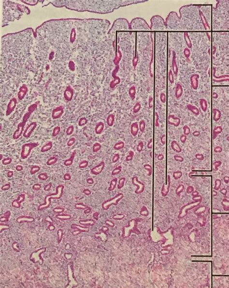 Lab Histology 15 Diagram Quizlet