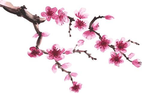 Sakura Blossom Branch Royalty Free Vector Image