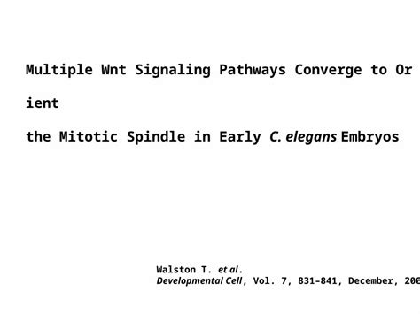 Ppt Multiple Wnt Signaling Pathways Converge To Orient The Mitotic