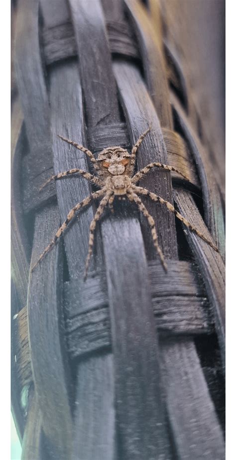 Help Me Identify This Spider Found In Sweden Rspiders