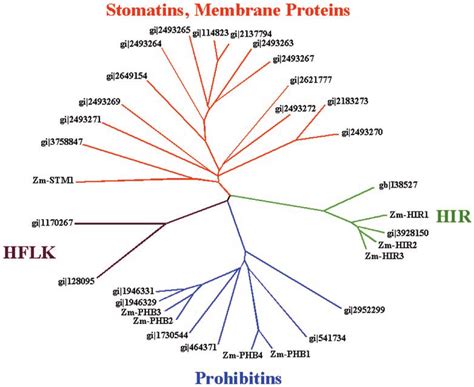 An Unrooted Dendogram Showing Relationships Among 32 Members Of The Pid