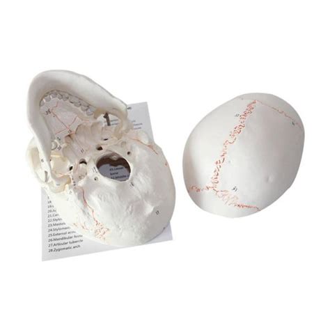 China Pvc Simulation Human Skull Model Detachable Skull Anatomy With Bone Sutures China Human