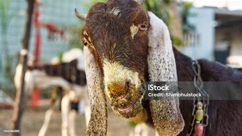 Contagious Ecthyma Infection In The Mouth Of A Brown Goat Mouth And