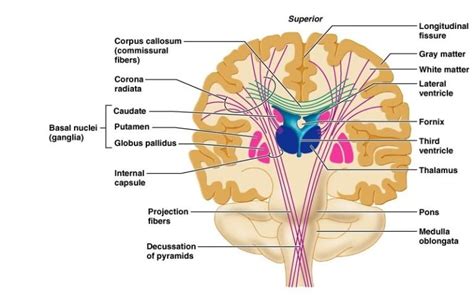 Corpus Callosum Anatomy Location And Function Anatomy Info