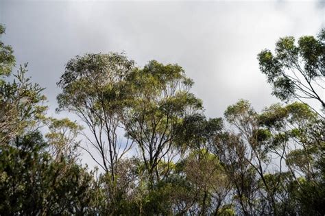 Premium Photo Beautiful Gum Trees And Shrubs In The Australian Bush Forest Gumtrees And Native