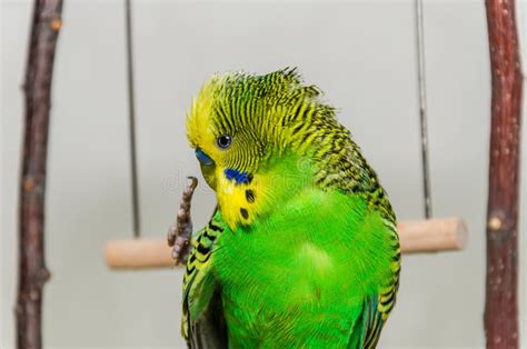 A Cute Green Budgerigar Sits On A House Plant And Cleans Its Feathers