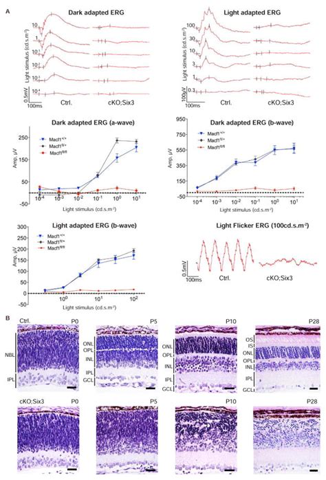 Loss Of Macf1 Abolishes Ciliogenesis And Disrupts Apicobasal Polarity