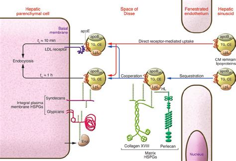 Efficient Hepatic Uptake Of Cm Remnant Lipoproteins Hepatic Hspgs