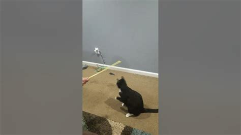 Crazy Stewie Youtube