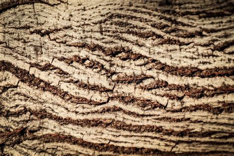 Close Up Photo Of A Tree Trunk With Abstract Lines Stock Image Image Of Closeup Blurred