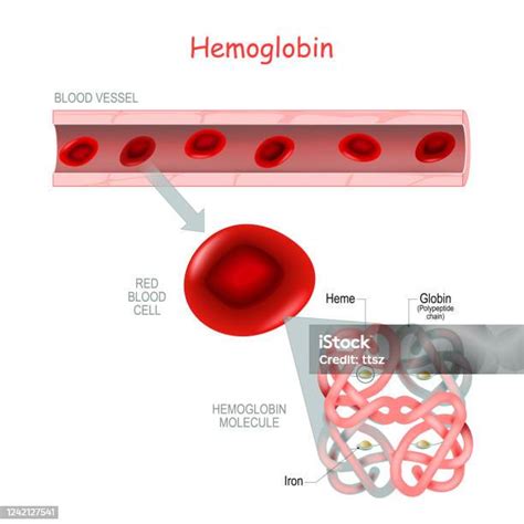Struktur Molekul Hemoglobin Ilustrasi Stok Unduh Gambar Sekarang Hb