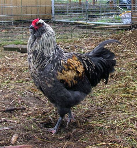 Poultry Show Any Breed Any Kind Of Poultry And Any Colour