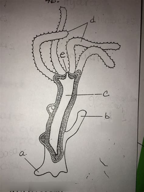 hydra diagram and functions structure of hydra cross sectio