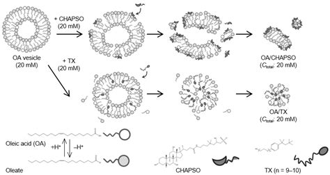 Vesicle Structure