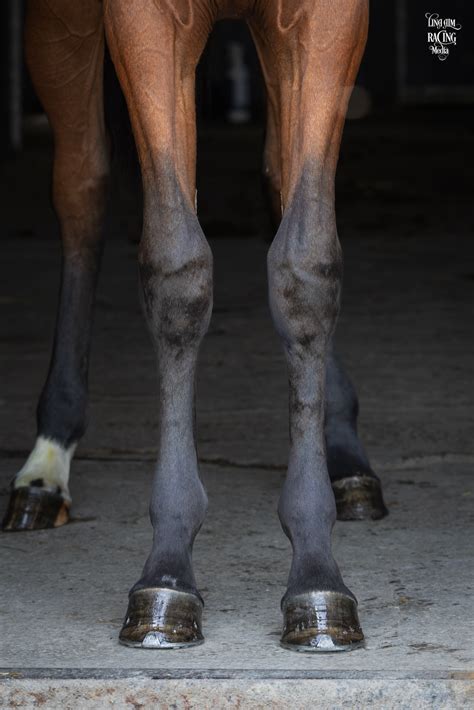 Nova Pace Menhammar Onlinesales