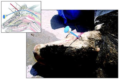 Stunning And Killing Cattle Humanely And Reliably In Emergency