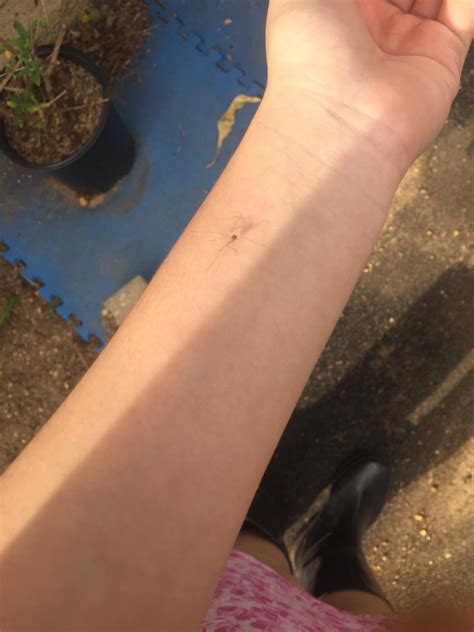 Found A Cutie Looking For A Planthopper Leafhopper Nymph I Saw A Few Hours Ago Didnt Find The