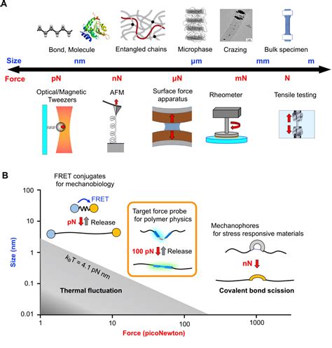 Figure 1 From Bridging Pico To Nanonewton Ratiometric Force Probe For Nanoscale Polymer Physics