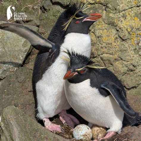 The Striking Red Eyes Of The Global Penguin Society