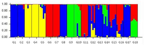 bar plot based on 31 microsatellite loci for the 18 popcorn lines