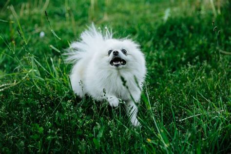 20 Pomeranian Colors Patterns And Combinations With Pictures Hepper