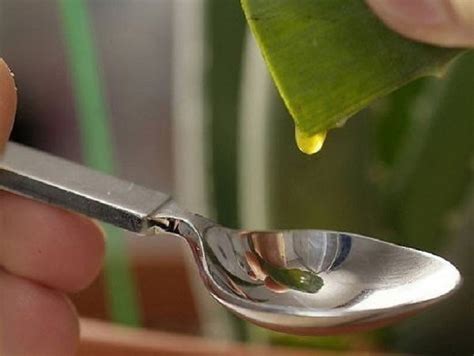 ნატურალური ნაზავით სათვალეს გამოვეთხოვე ასე აღვიდგინე მხედველობა ალოეს დახმარებით