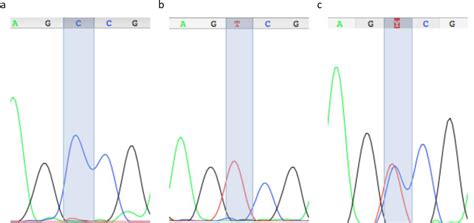 Electropherogram Obtained By Sanger Sequencing Of Rflp Control Samples