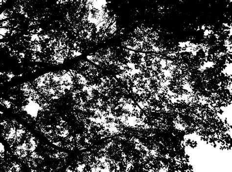 Free Tree Gobos 3d Render Nl