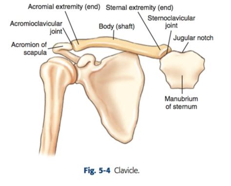 Acromion Process Of Scapula