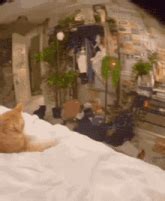 Cat Scuba  Cat Scuba Dance Discover And Share S