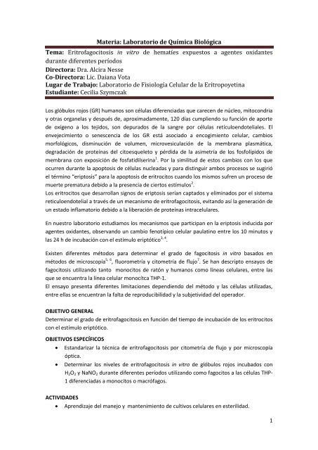 Eritrofagocitosis In Vitro De Glóbulos Rojos Departamento De