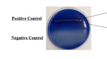 Lab Final Part Flashcards Quizlet