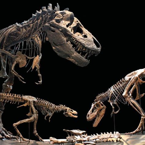 Preserved Skeleton Of Staurikosaurus Pricei A Primitive Theropod From