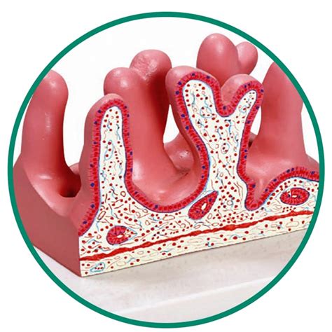 Face Interna Do Jejuno Hexasystems Group Vendas E Importações