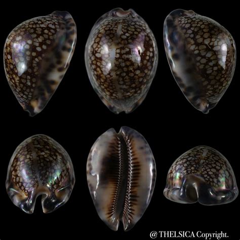 Mauritia Maculifera Martybealsi Very Big Size 69 73 Mm Gem Thelsica