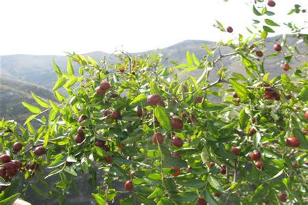 怎么种植酸枣树 养花大全