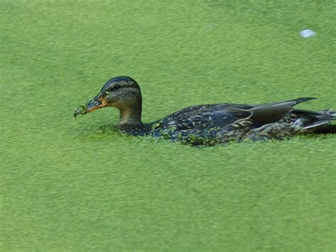 Things About Duckweed Salish Magazine