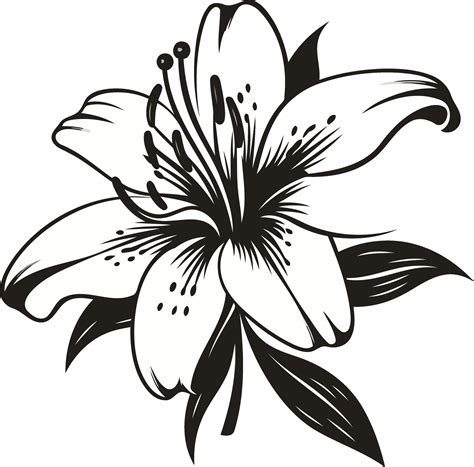 Black And White Illustration Of A Lily Flower 49245263 Vector Art At