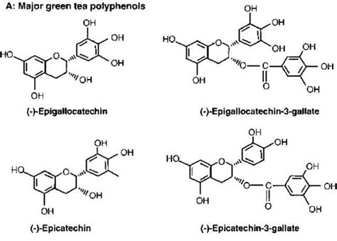 Polyphenols In Tea Camellia Sinensis A The Major Polyphenol In