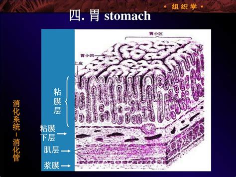Ppt 消化系统 Digestive System Powerpoint Presentation Free Download Id