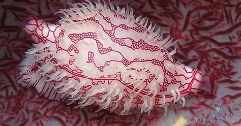 Secret World Of Ovulids Album On Imgur