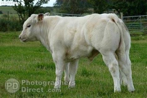 Belgian Blue Bull Calf