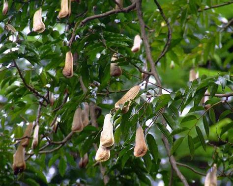 Myroxylon Balsamum Eflora Of India