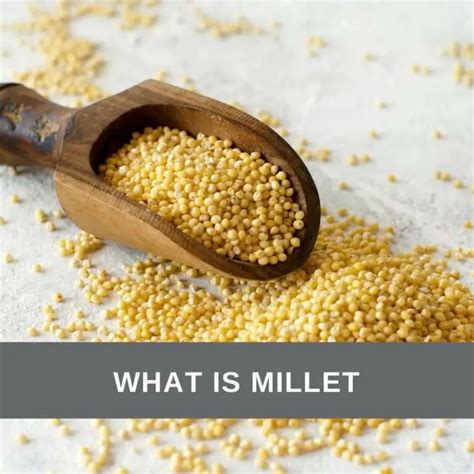 What Is Millet Grain Pitimi Or Petit Mil