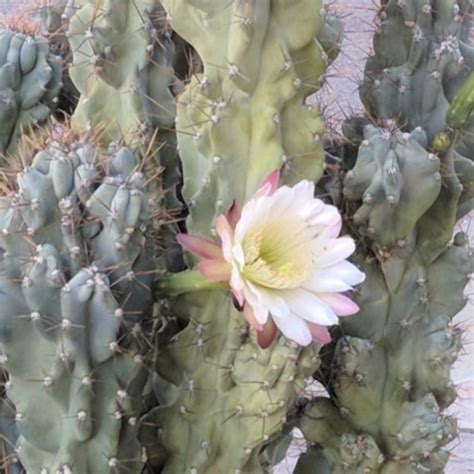 Monstrose Peruvian Apple Cactus Plantologyusa Indoor Plants Seeds