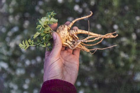 Hand Of Man Holding Parsnip Root Stock Photo